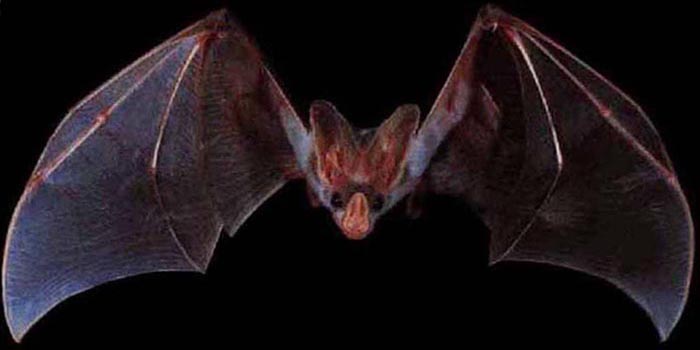 Tips About Bat Guano You Can't Afford To Miss