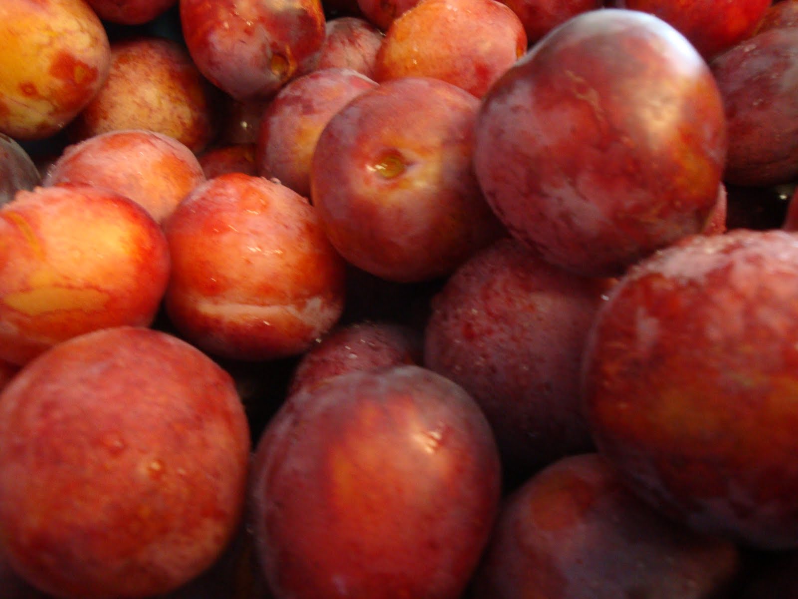 Two Trees Belgium: Dutch Plums