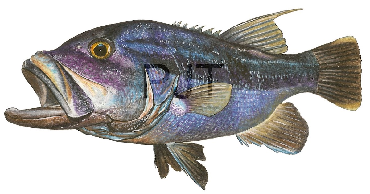 BlueSpace: W.A.Dhufish (Jewfish) - Water Colour Painting