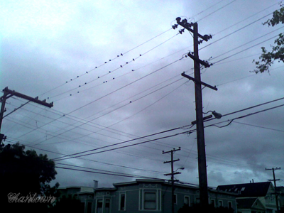 Notes from a small: Telegraph wires