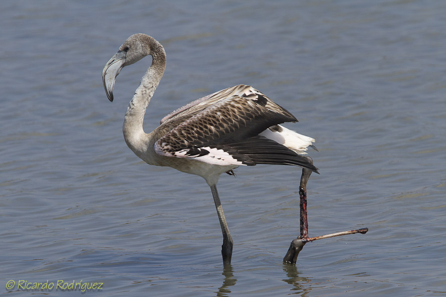 Aves Ricardo Rodriguez: Cadiz (Rapaces y Ciconiiformes)
