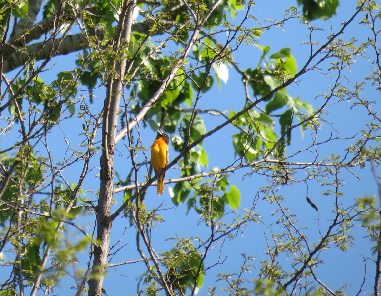 Burly Bird: May I have another bird...