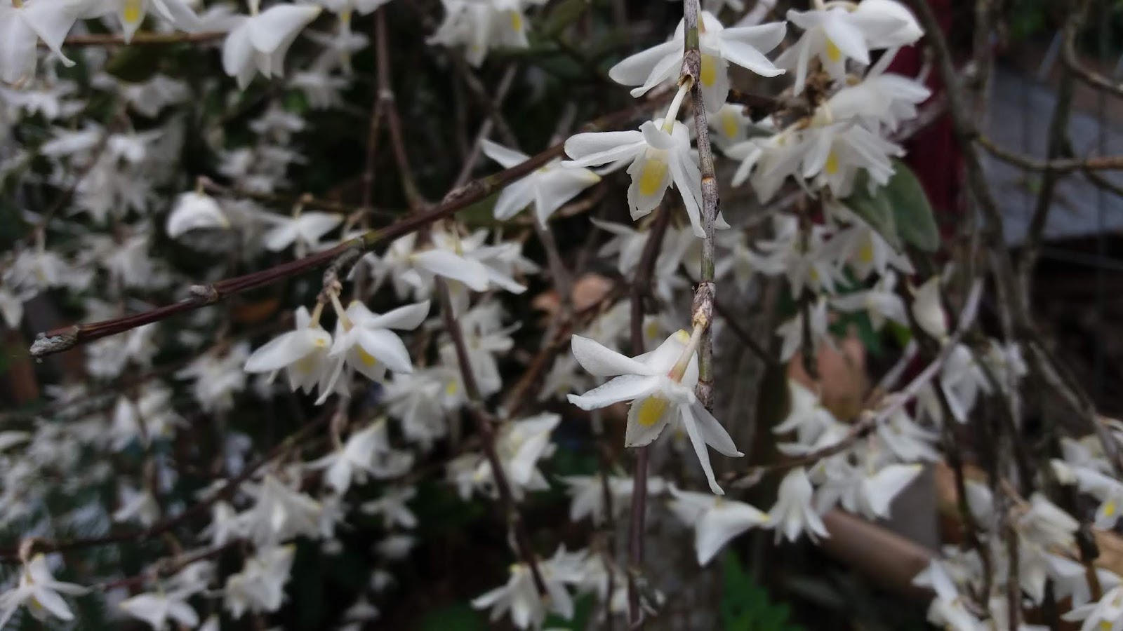 Dendrobium crumenatum a. k. a. Anggrek Merpati a. k. a Pigeon Orchid