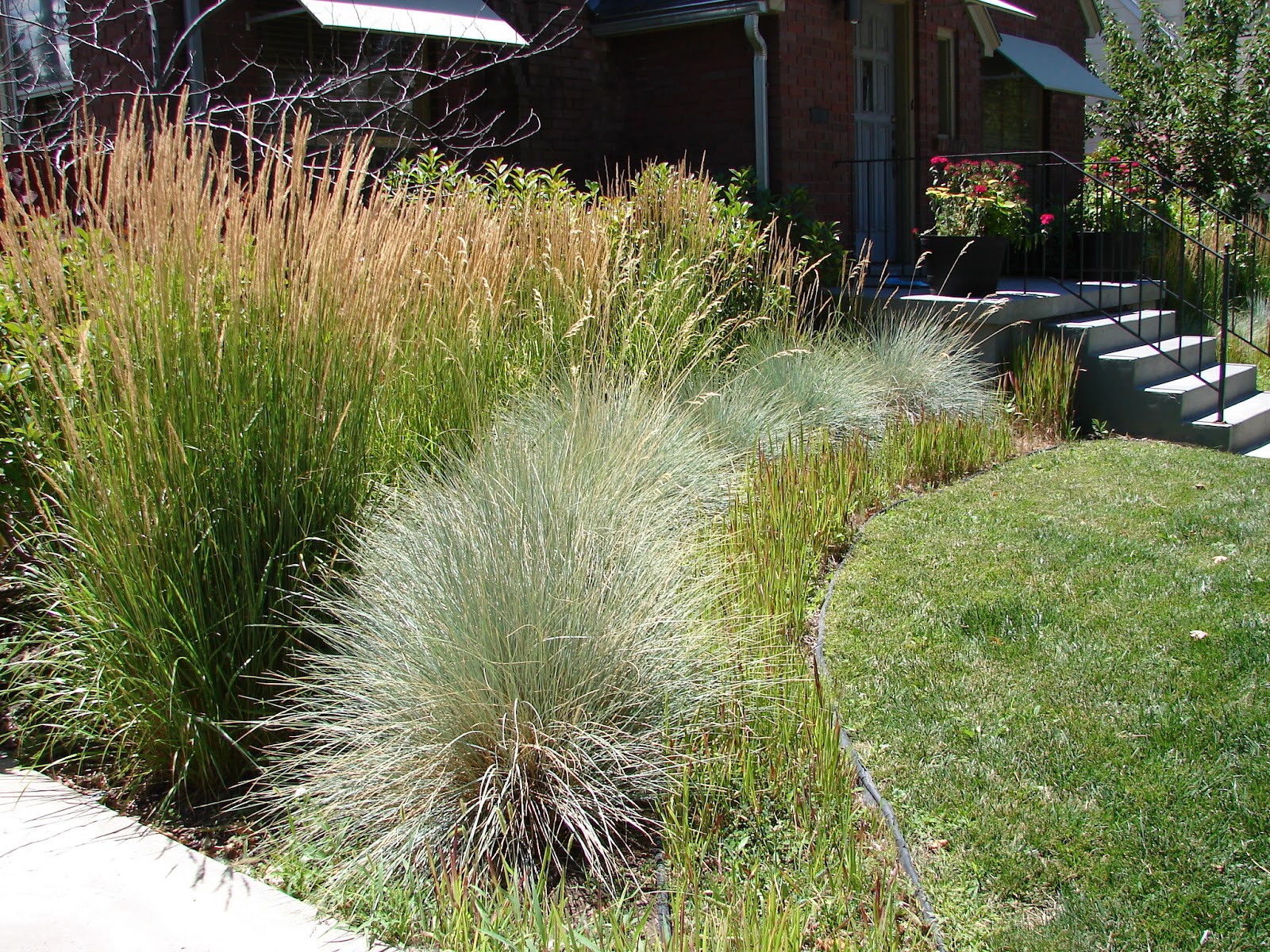 New Utah Gardener: Blue Oat Grass