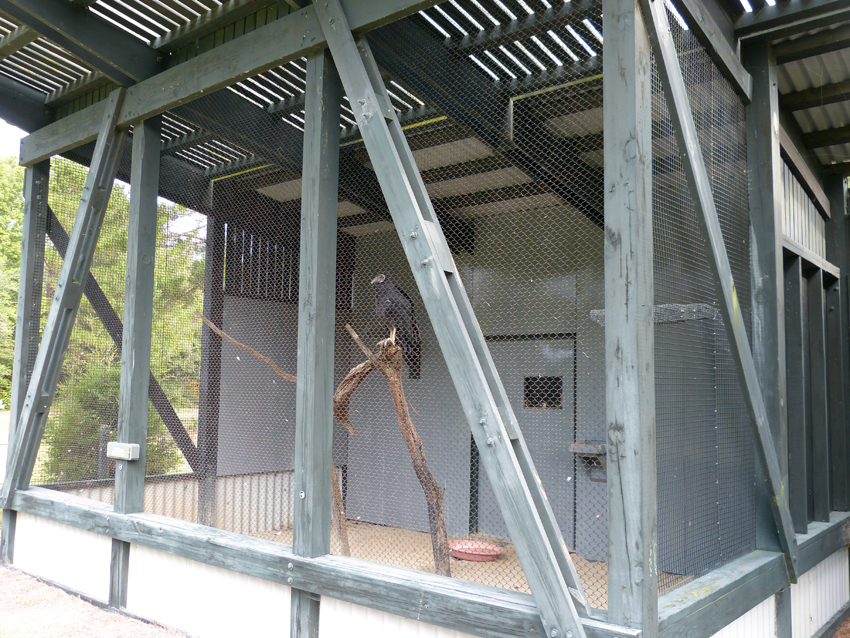 Life, Birding, Photos and Everything: Raptors in Flight