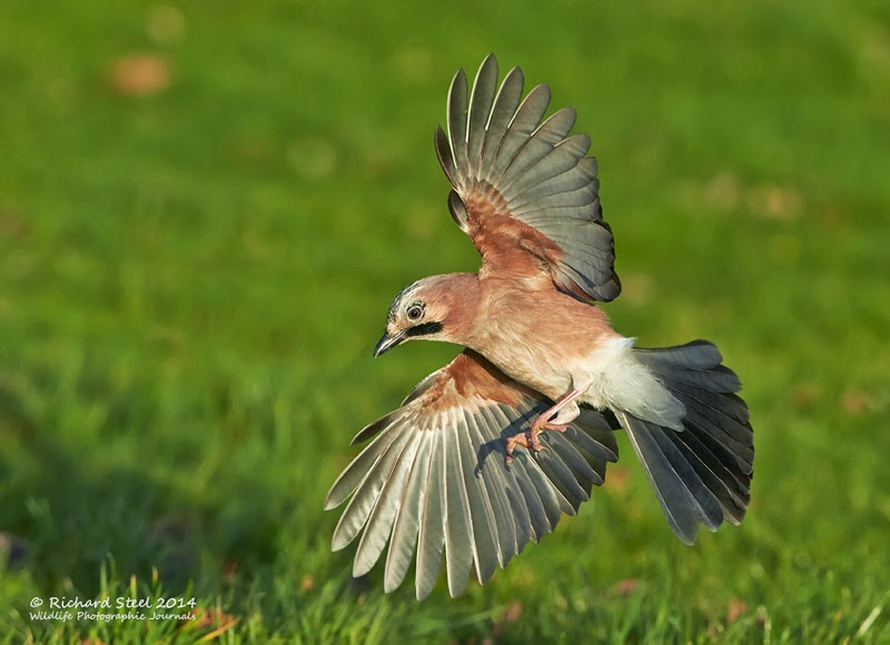 Wildlife Photographic Journals: More Flying Corvids