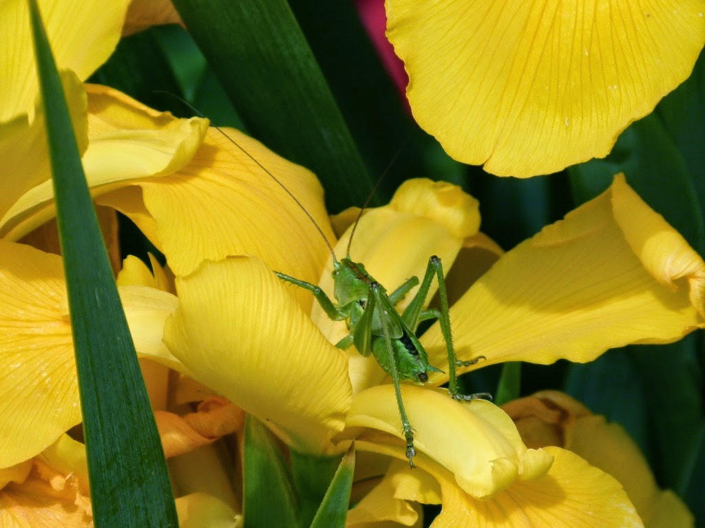 Faune Flore d'Ul: Sauterelles-Criquets-Grillons ,Ephippigères...
