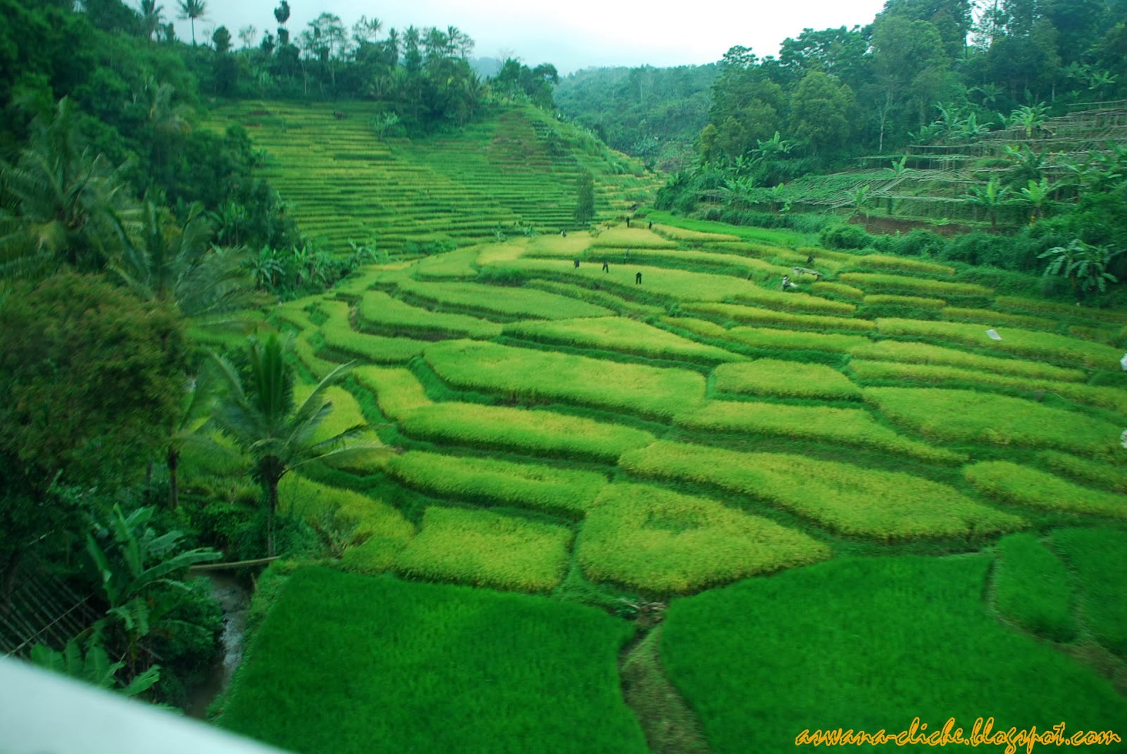 aswana-cliche: A view of Parahyangan from the train window pane