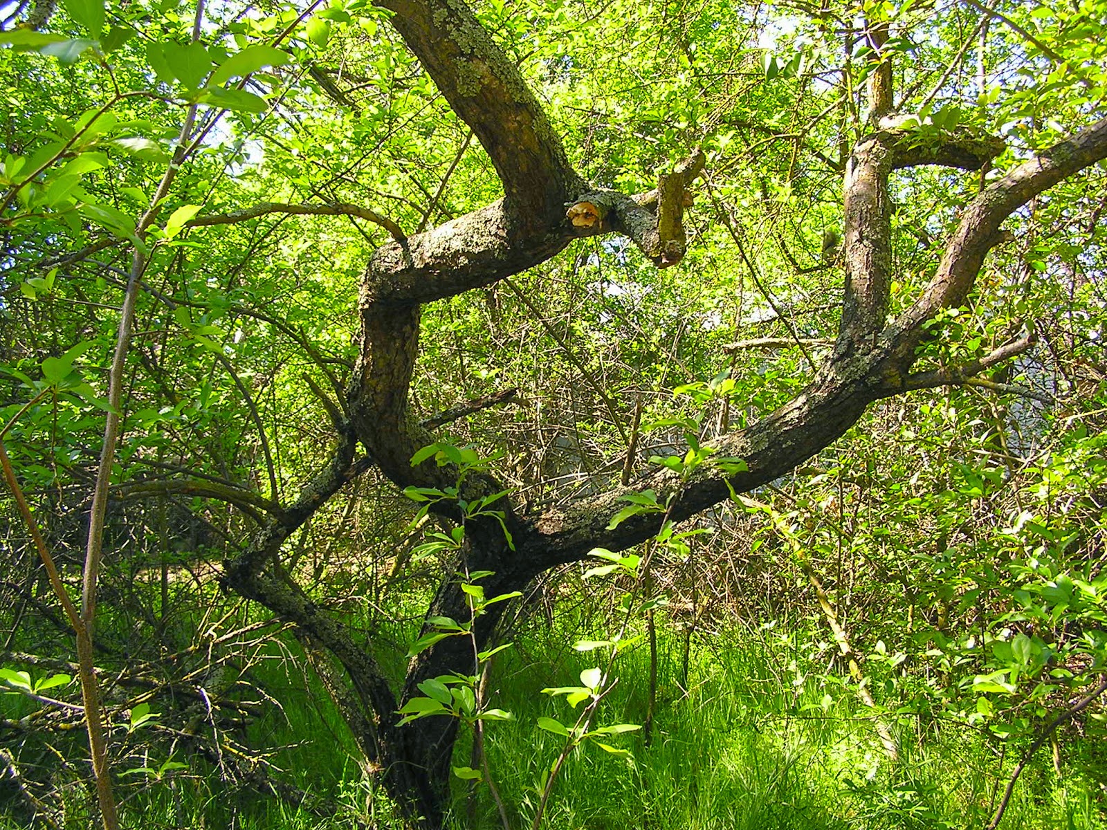 Perspective: The mini-forest
