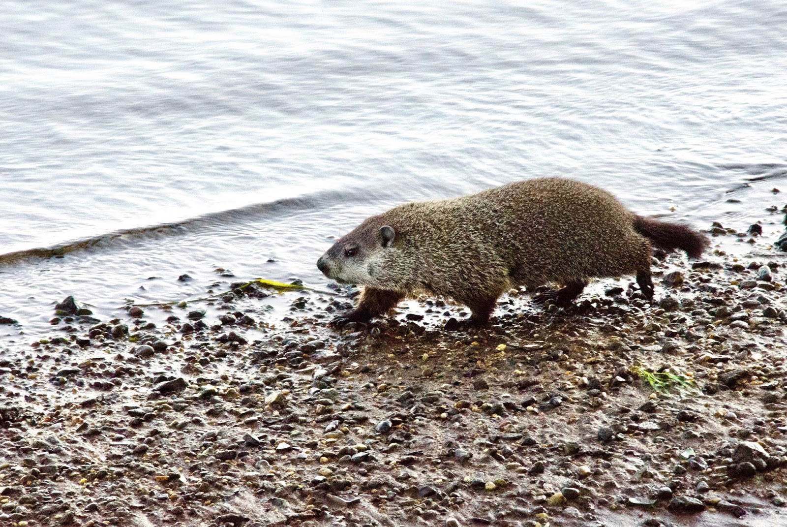 Urban Wildlife Guide