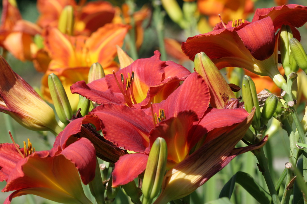 Gilding The Lily Flower Shop London at Dominic Johnson blog