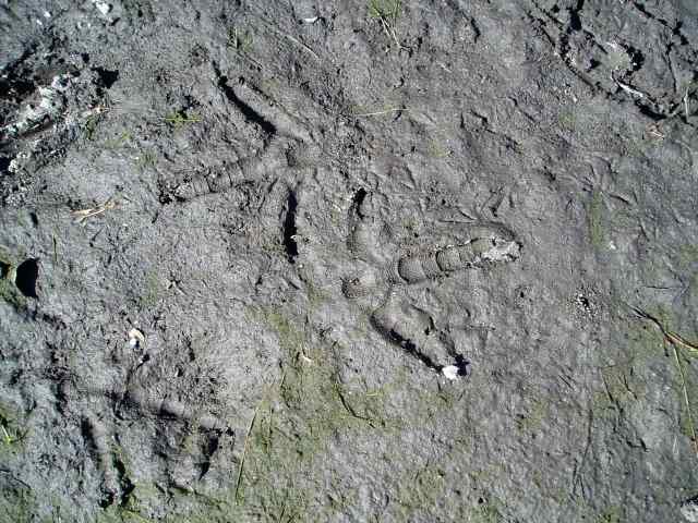trophy-hunting: Florida Spring Gobbler Season Report - #1 Opening Weekend