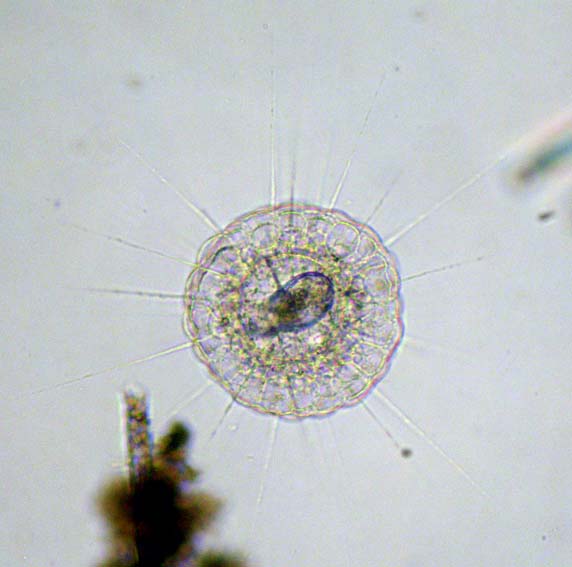 Beyond the Human Eye: Swallowed by the Sun Animacule