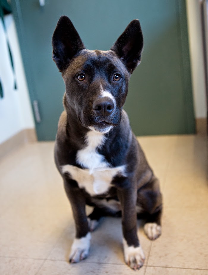 Shelter Dogs of Portland: "SHIMMER" delightful Akita mix puppy