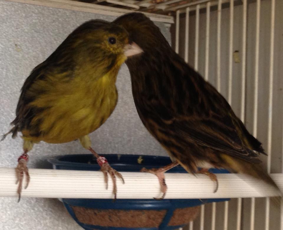 CANARIL ÁGATA: CANÁRIOS VERDES... ORIGEM DE TODAS AS OUTRAS CORES...