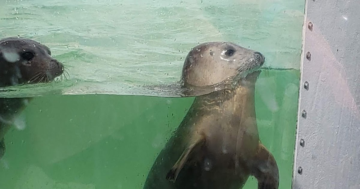 What Do Pinnipeds Eat?