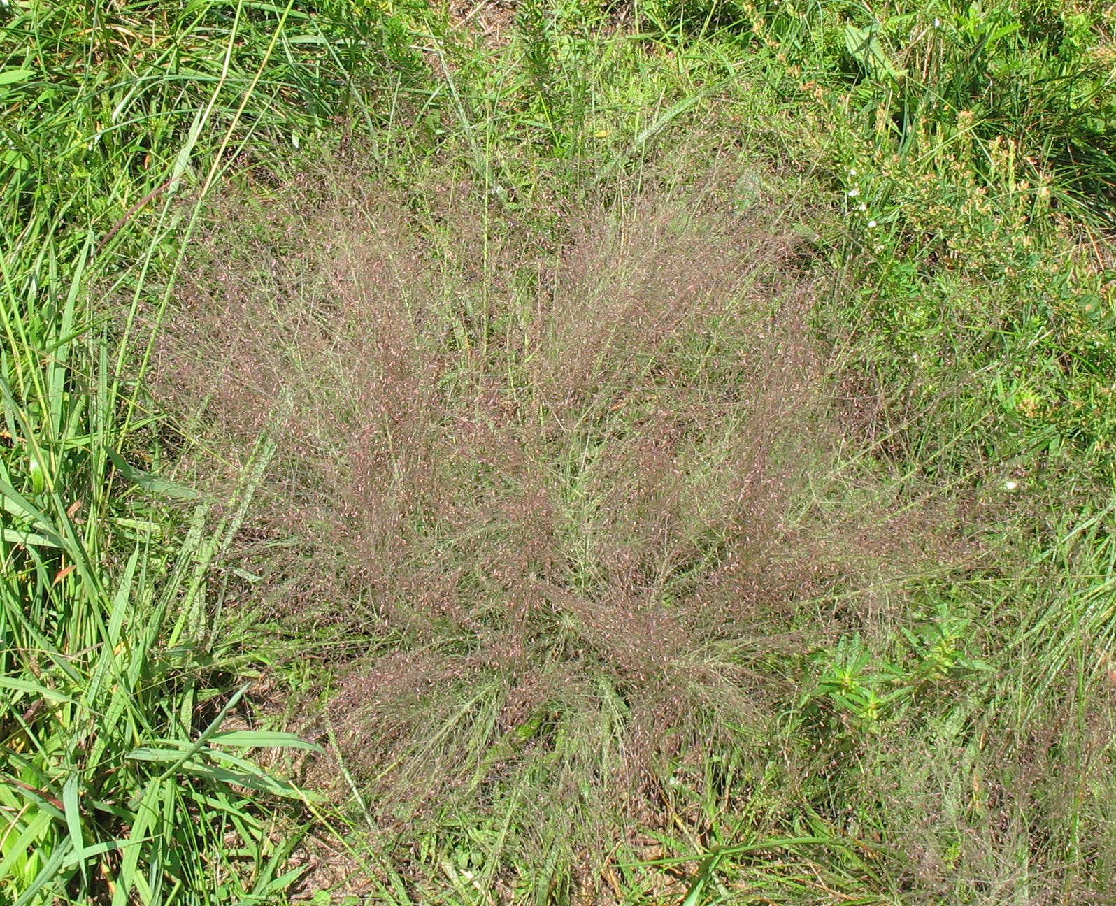 Using Georgia Native Plants: Wild Roadside vs. Average Garden