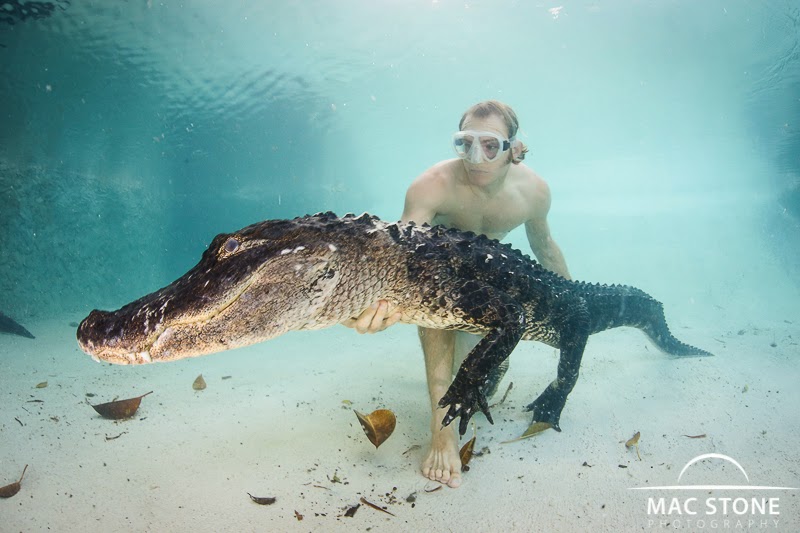 Mac Stone Photography Blog: Swimming with Alligators... again