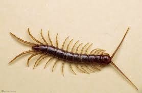 Przyroda: DZIAŁ: Życie w glebie i wodzie. ROZDZIAŁ 2.: Jakie organizmy ...