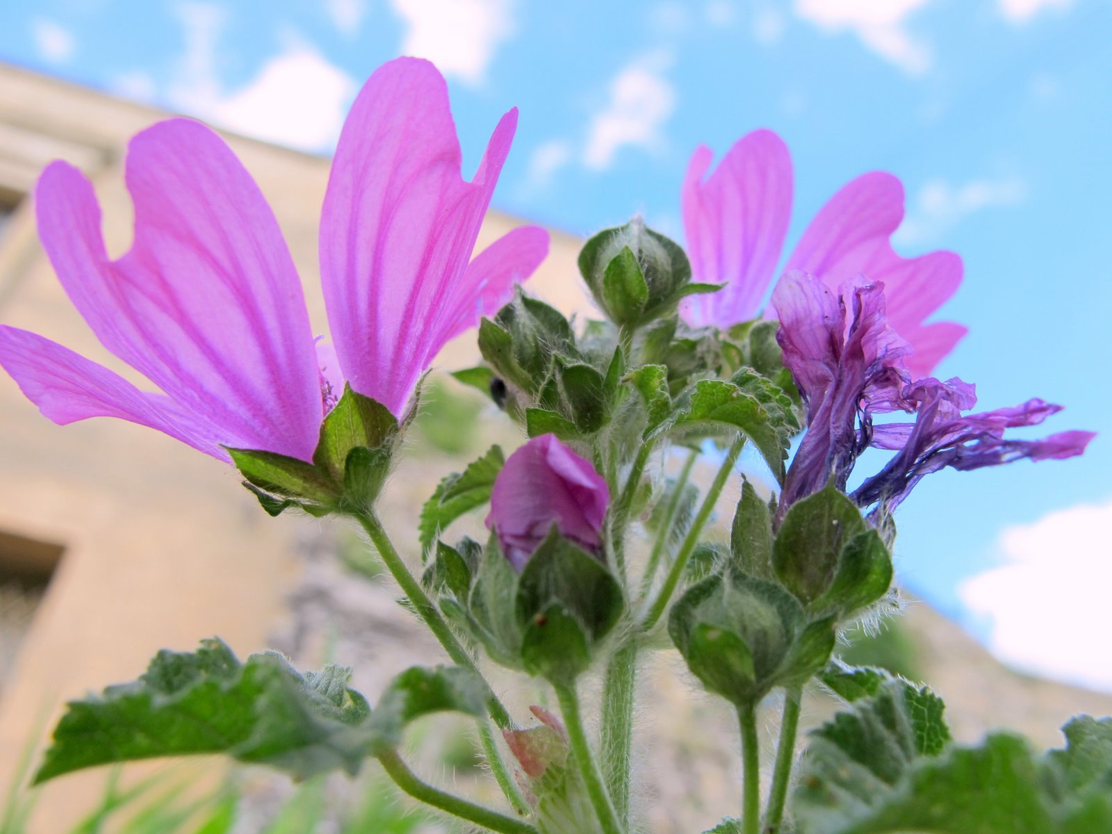 FLORA NEL SALENTO e.. anche altrove: Malva silvestris L. subsp ...