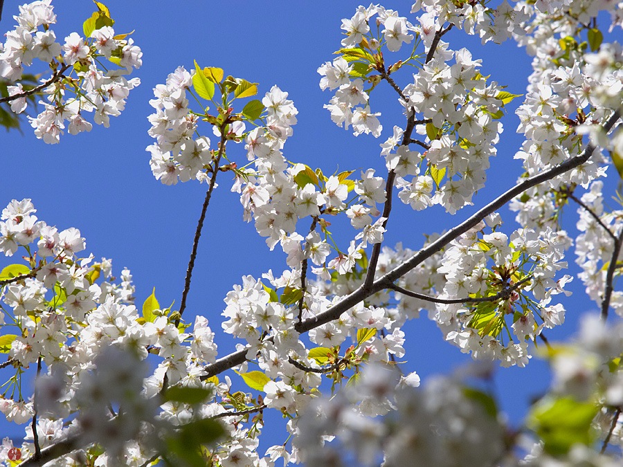 FROM THE GARDEN OF ZEN: April 2013