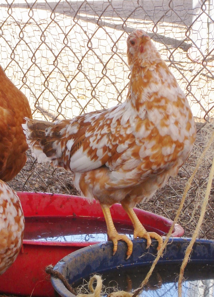 Aloha Chickens: A Peek Into the Future
