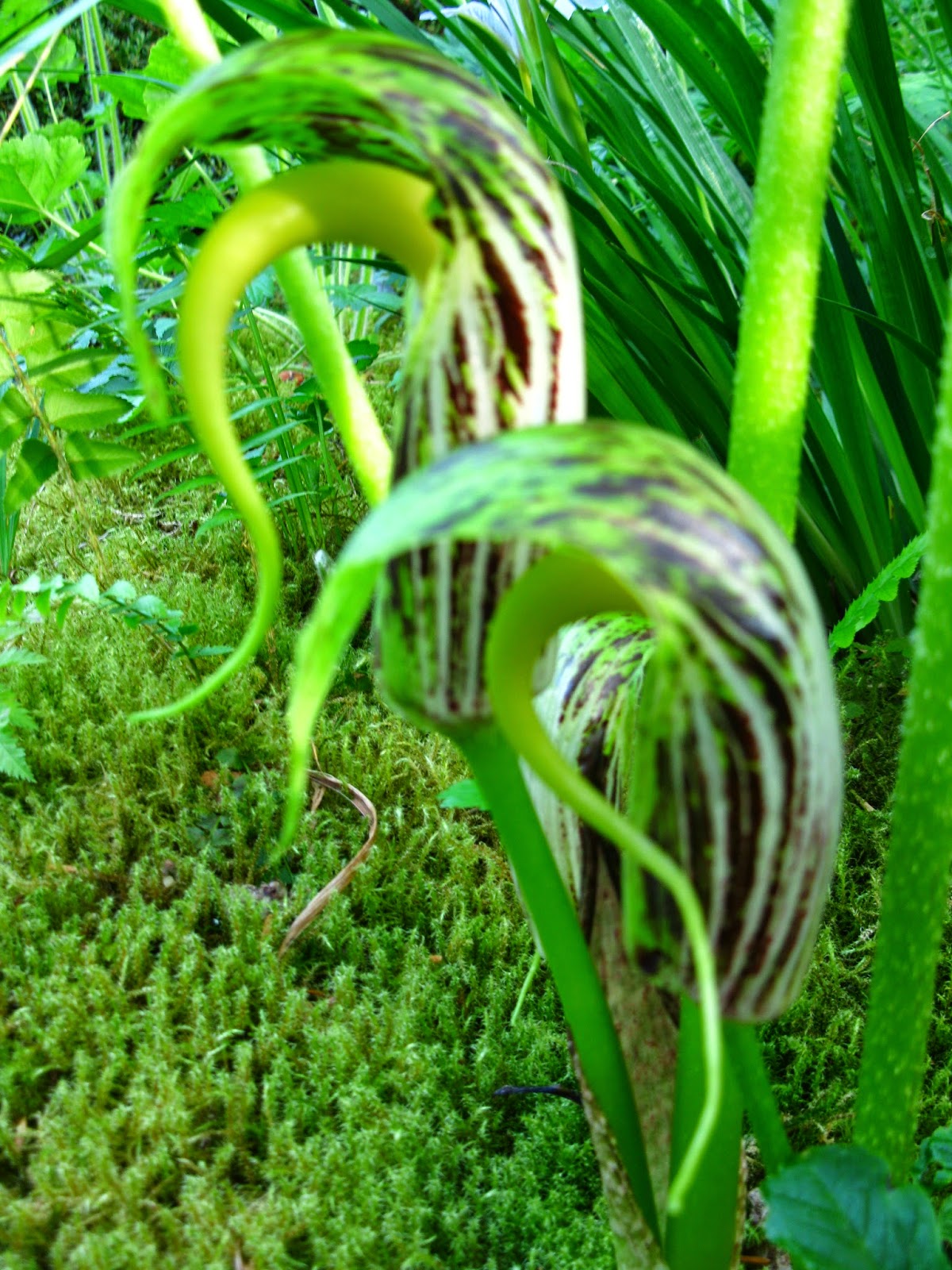 Heddle and Hook : ARISAEMAS