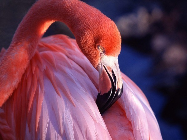 Flamingo - Burung Pink Yang Terkenal