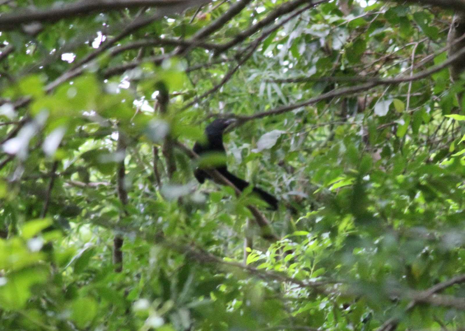A Birder in The Philippines: Mud, blood and Flowerpeckers