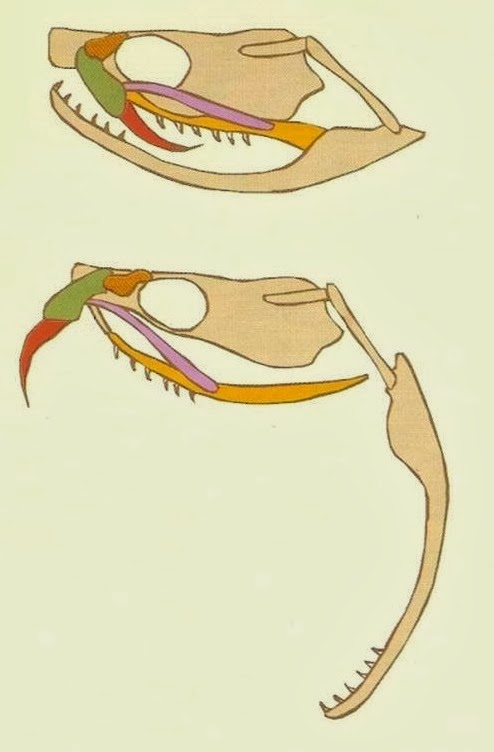 Life is short, but snakes are long: Basics of Snake Fangs