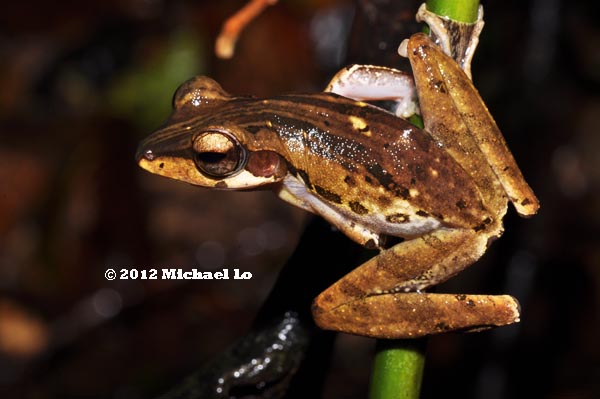 The rainforests of Borneo & Southeast Asia: Frogs of Gunung Serapi in ...