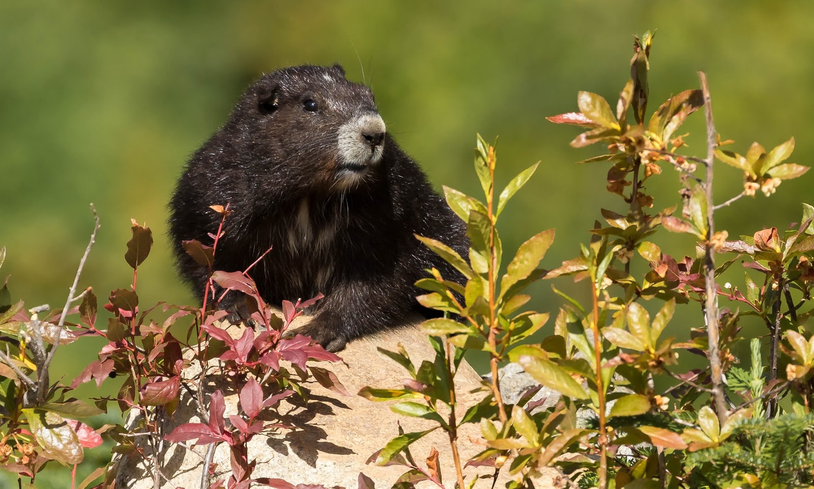 VANCOUVER ISLAND MARMOTS!!!!!!!!!