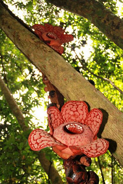 Rafflesia - Tree Directory