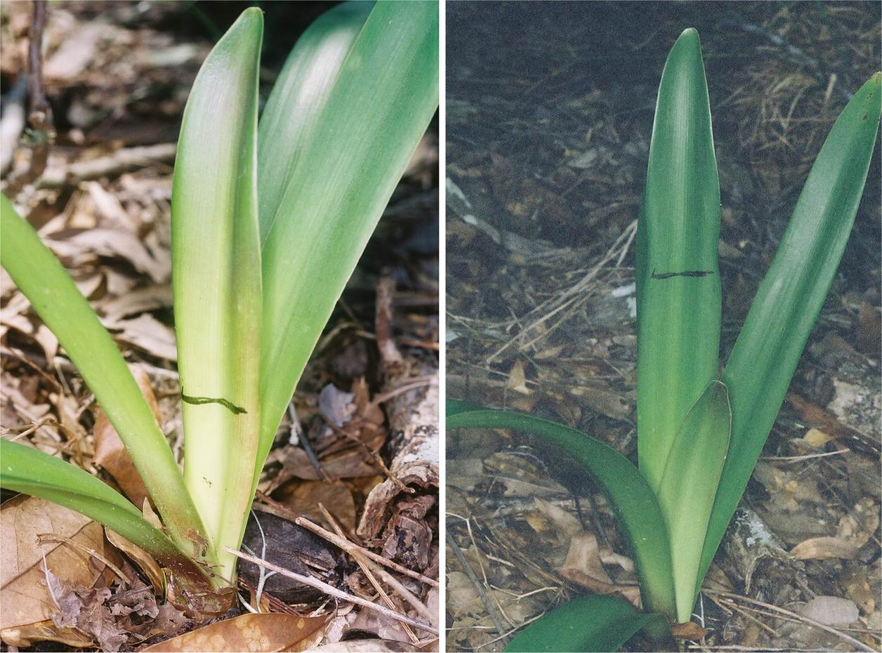 Botany Professor: How the grass leaf got its stripes