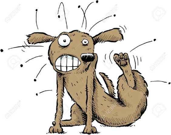 A perro flaco, todo son pulgas