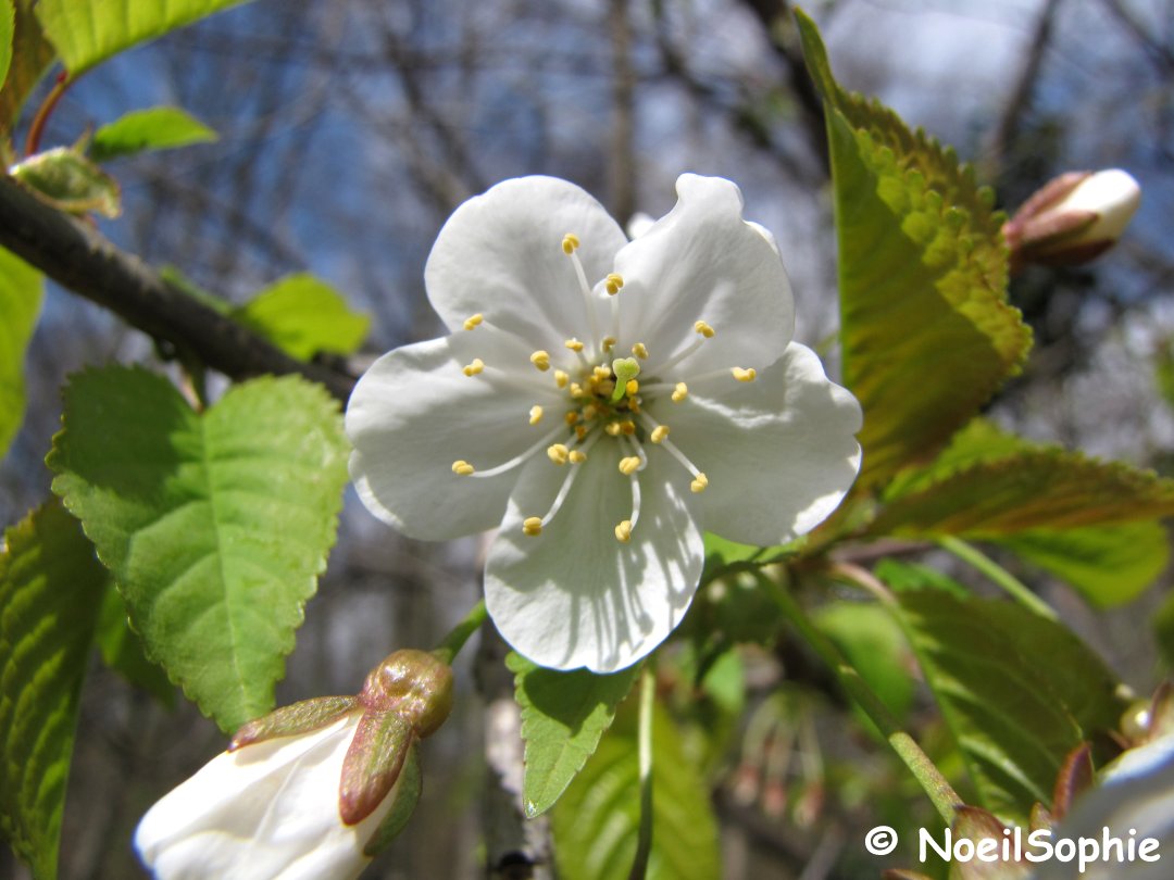 Le n'oeil de Sophie: avril 2011