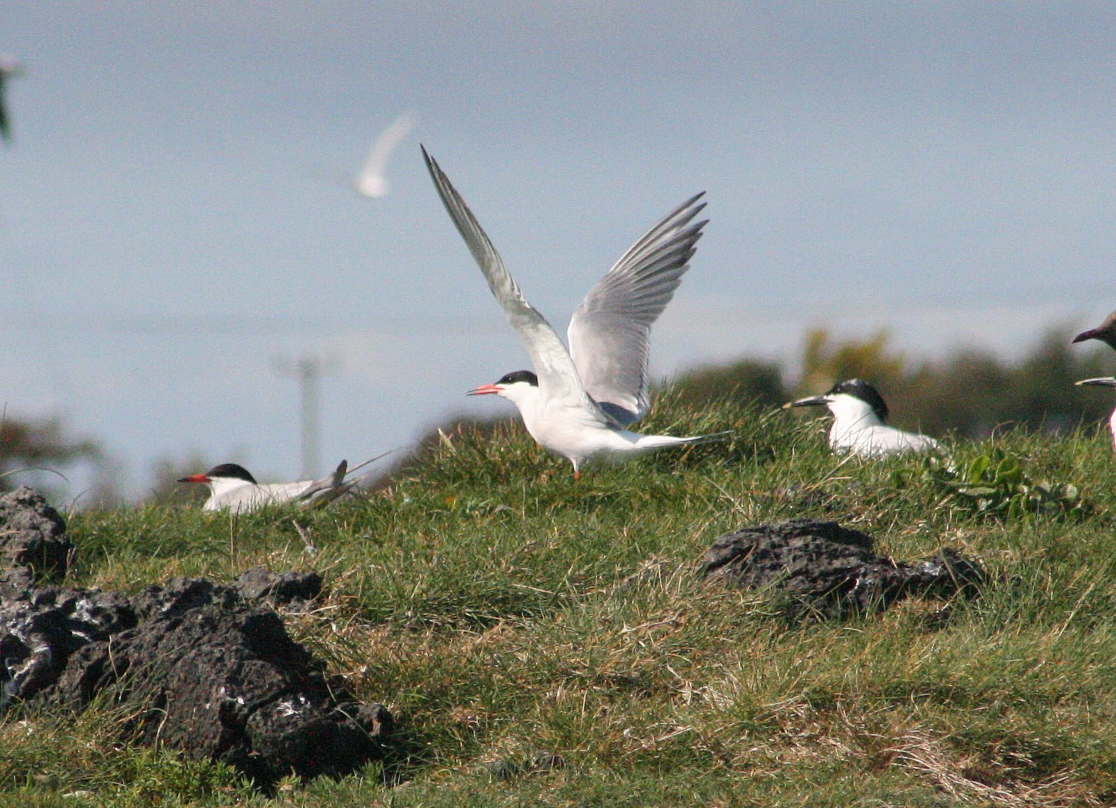 A life at the shoreline. .. by Jeff Copner : Common Terns in the sun
