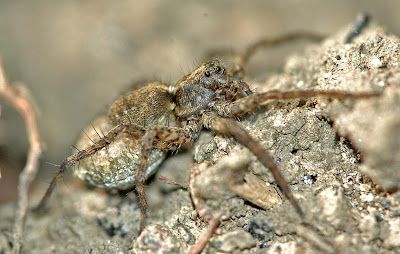 Elegies from a Suburban Garden: Expectant: Late Spring