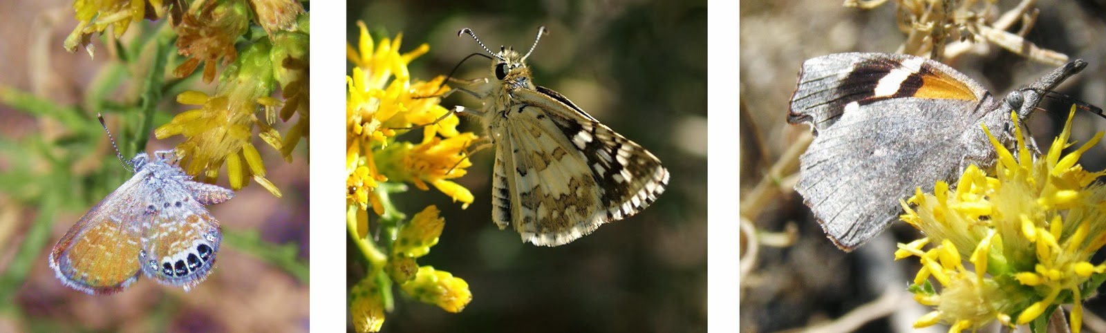 Arizona: Beetles, Bugs, Birds and more: October Bugs on Burroweed