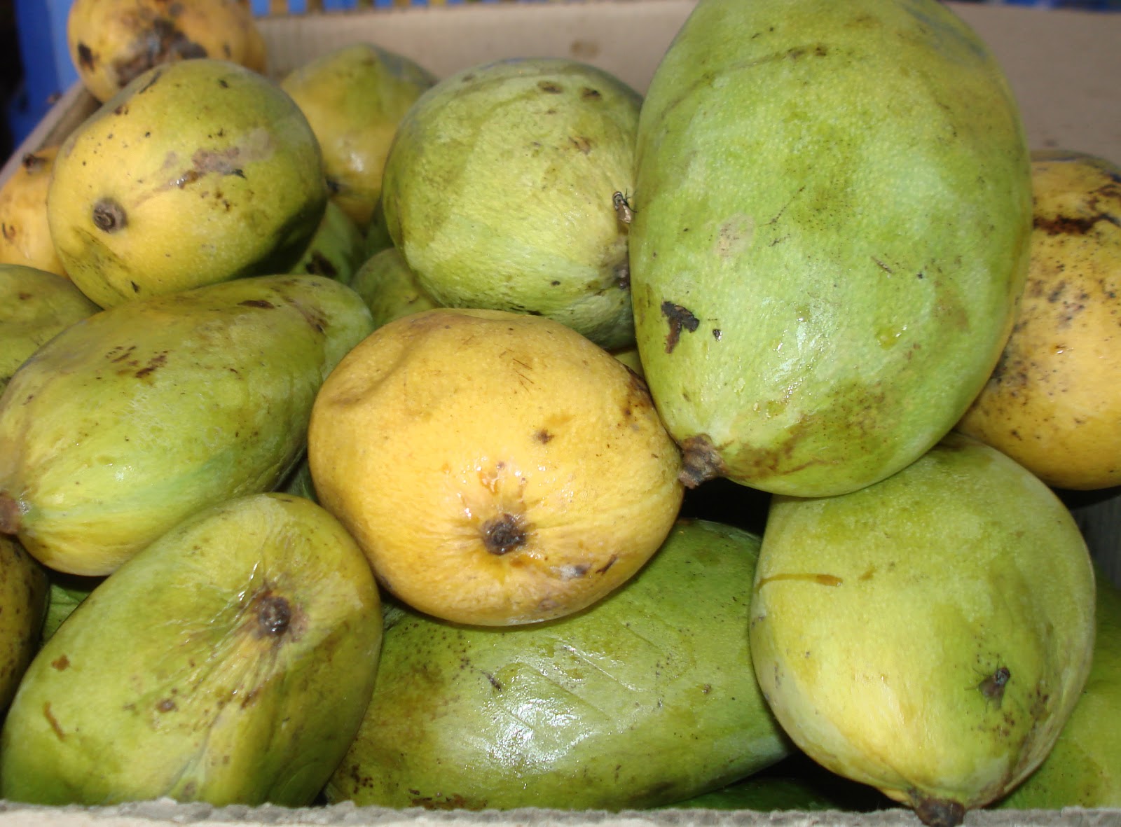 INDIAN MANGO VARIETIES