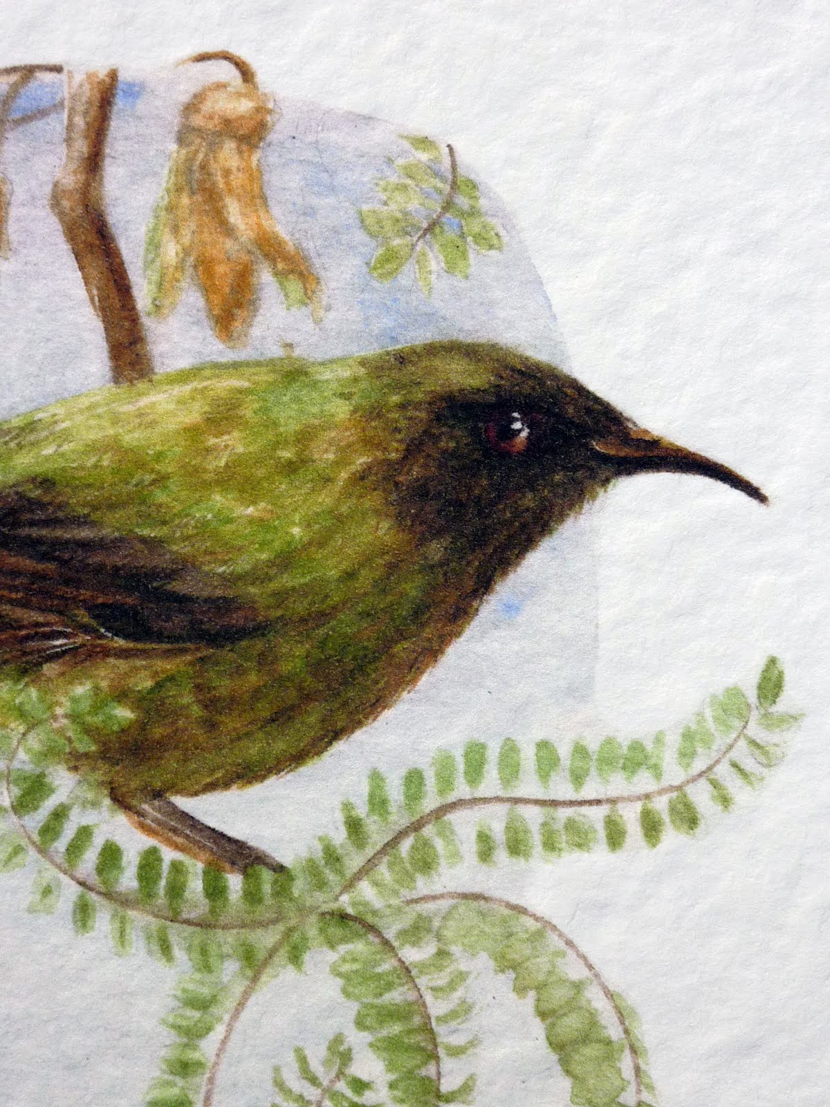 ella thomas: Korimako Waiwai