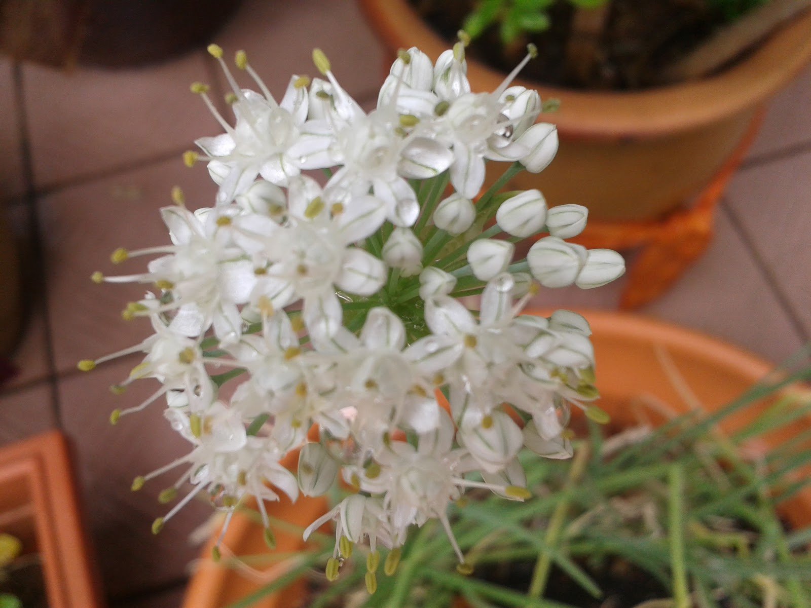 Be Health Aware: Homegrown Spring Onion Omelette