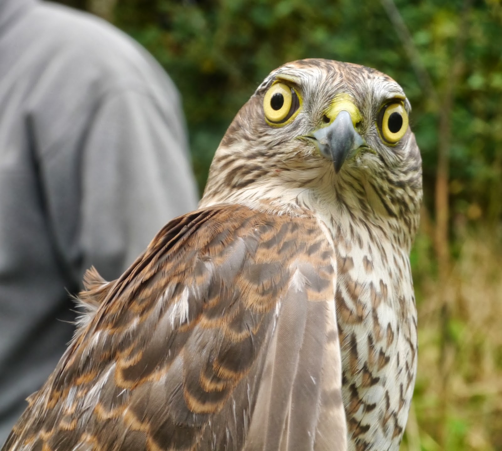 Wilde About Birds: Sprawk Alert