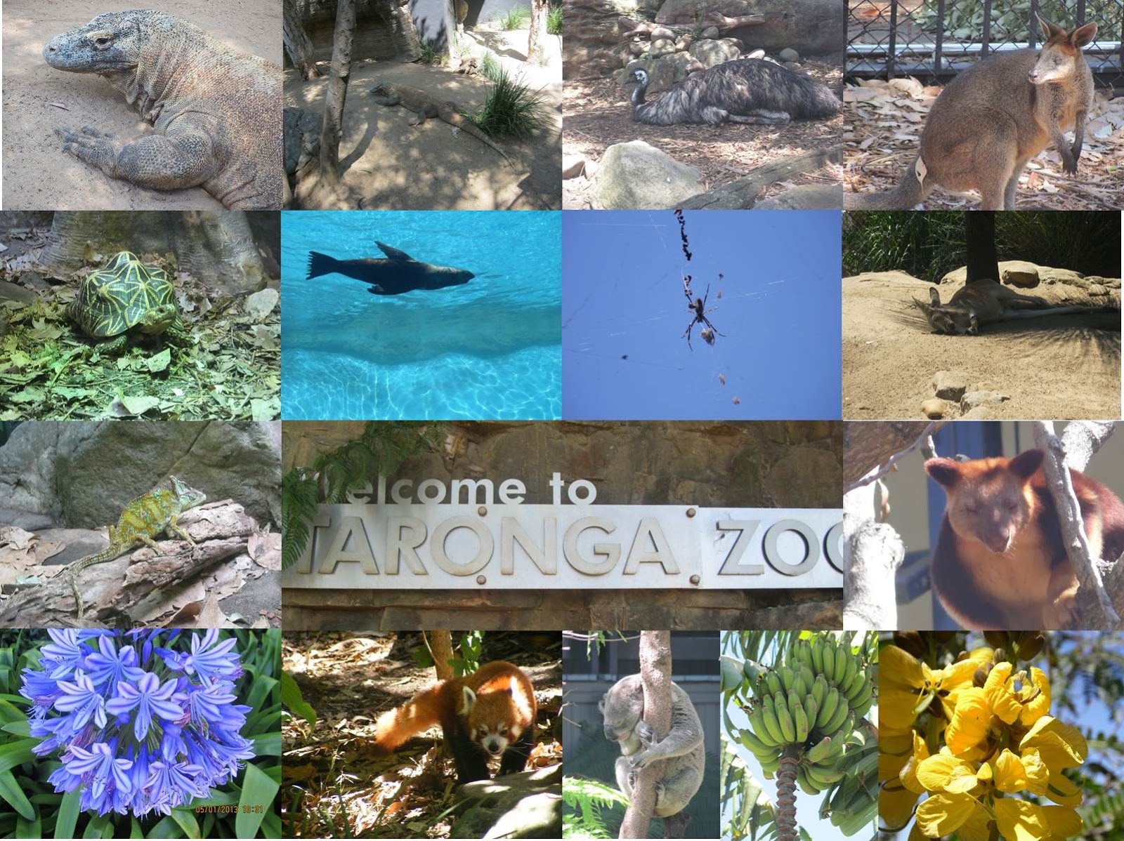 Jaywalking with Jaunty: Travel: Day 3 - Australia - Taronga Zoo ...