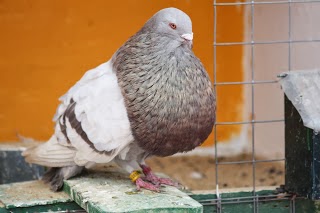 palomas de raza - el foti - carmona(sevilla): MARCHENEROS