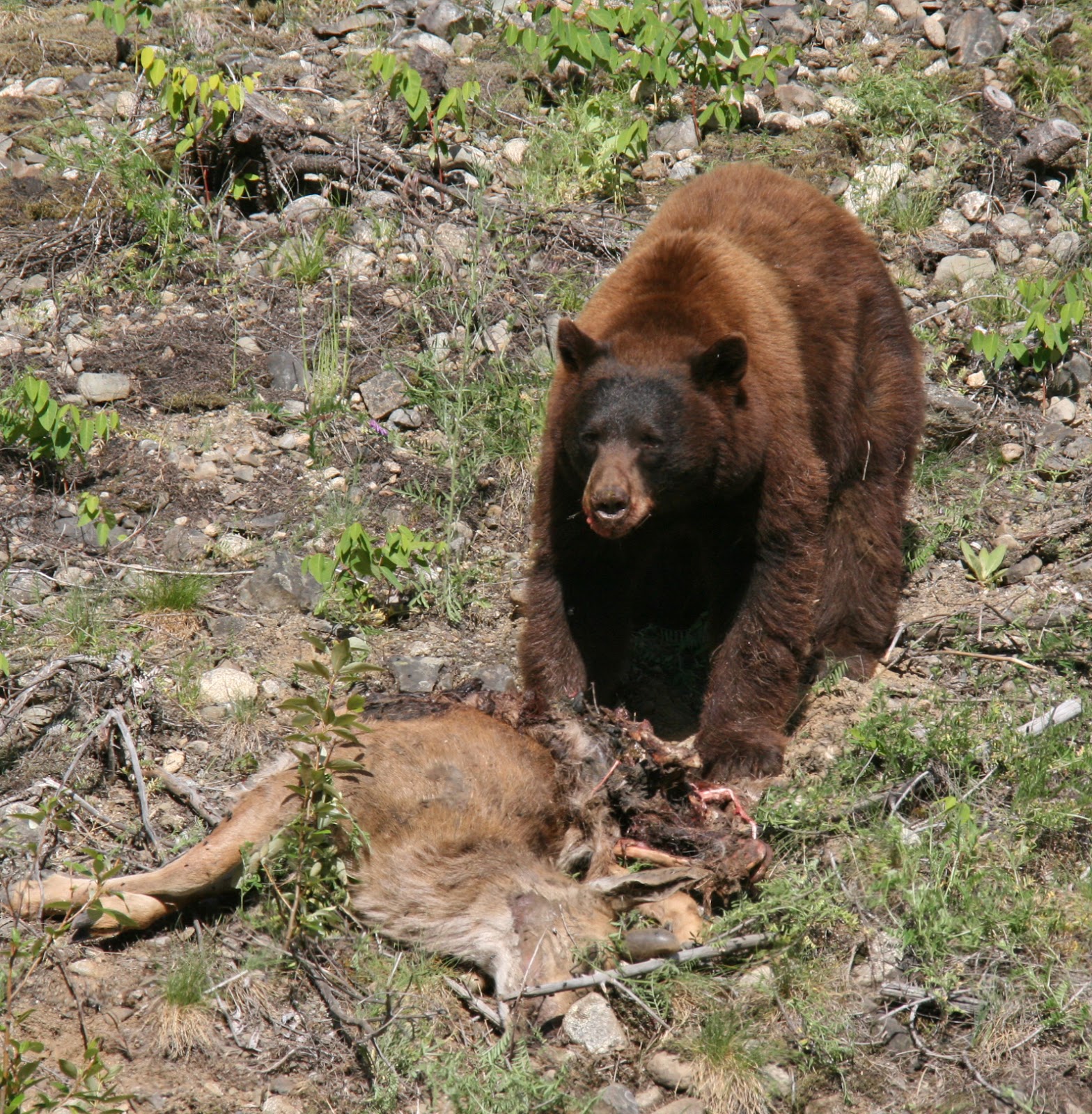 Cinnamon the Traveling Coonhound: Canadian Border, Bears and More Bears