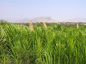 ANPP Animales y Plantas de Perú: Perú Promoverá el Bambú y la Caña Brava
