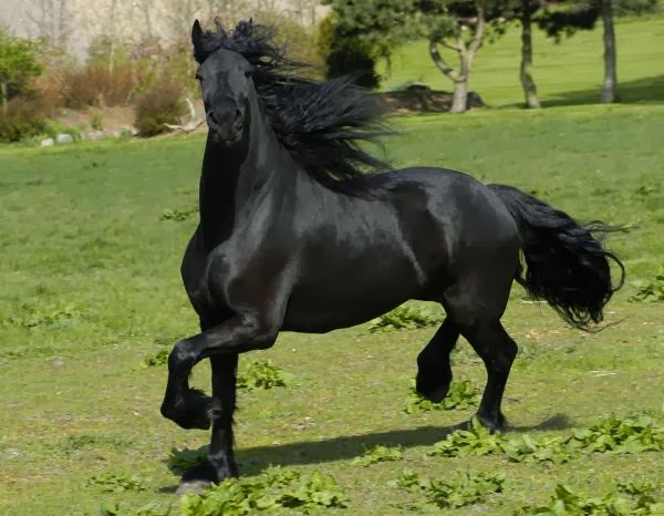 Tudo sobre Cavalos: Friesian