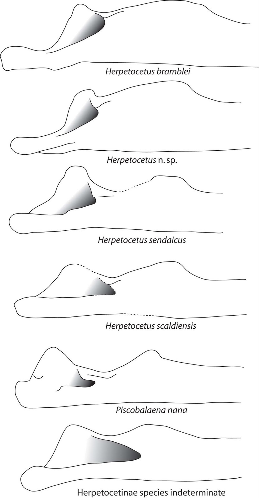 The Coastal Paleontologist: More problems with Herpetocetus