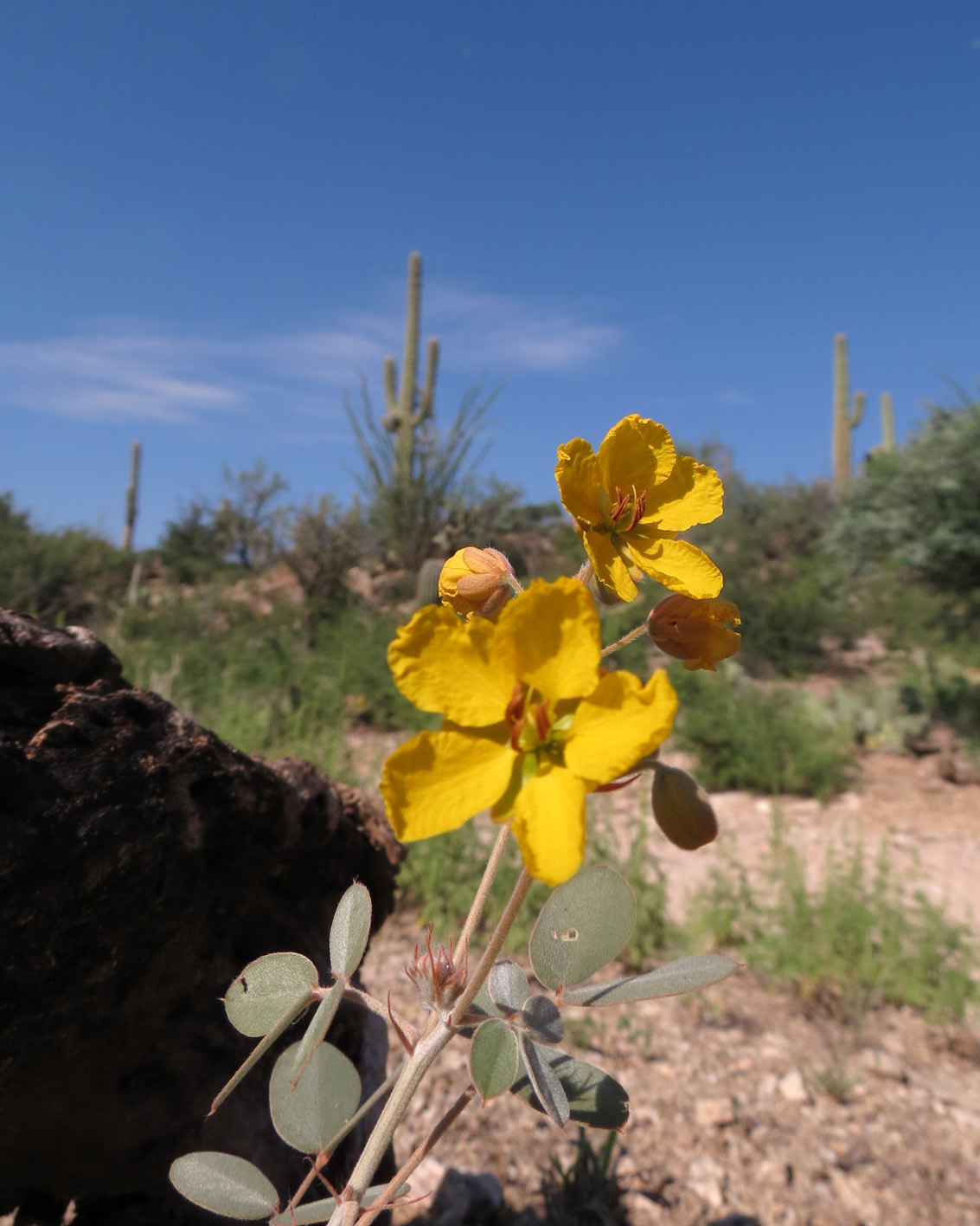 Desert Colors: October 2012